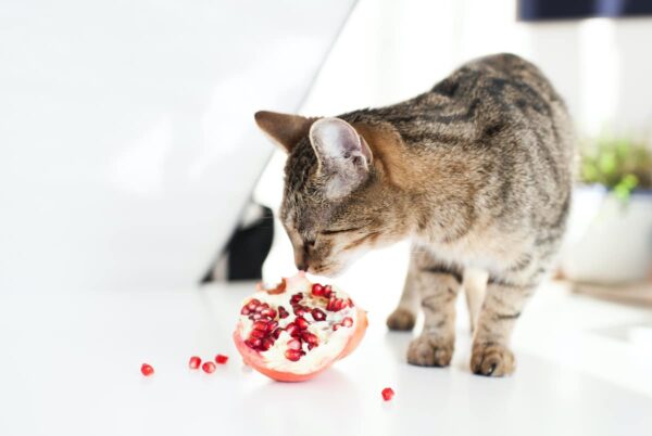 Can Cats Eat Pomegranate? - Minneopa Orchards