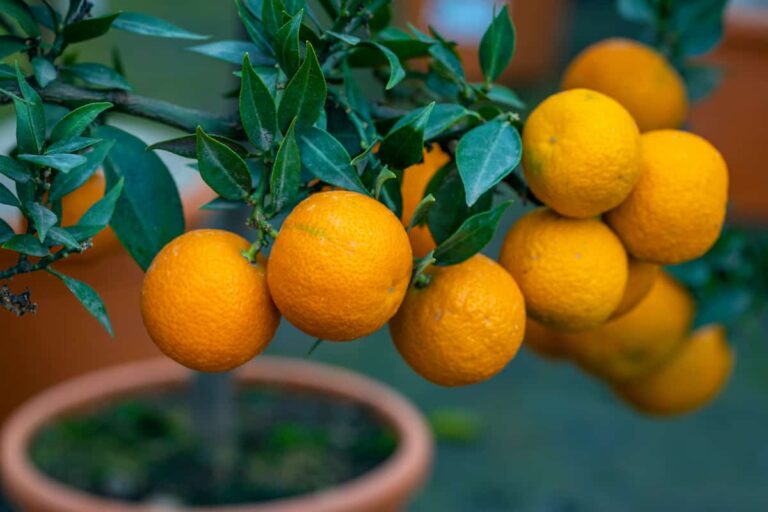 How to Grow and Care for Potted Orange Trees - Minneopa Orchards