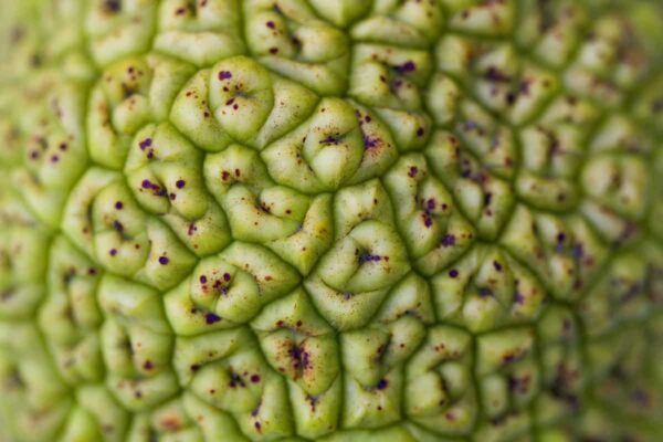 The Osage Orange Tree - Minneopa Orchards