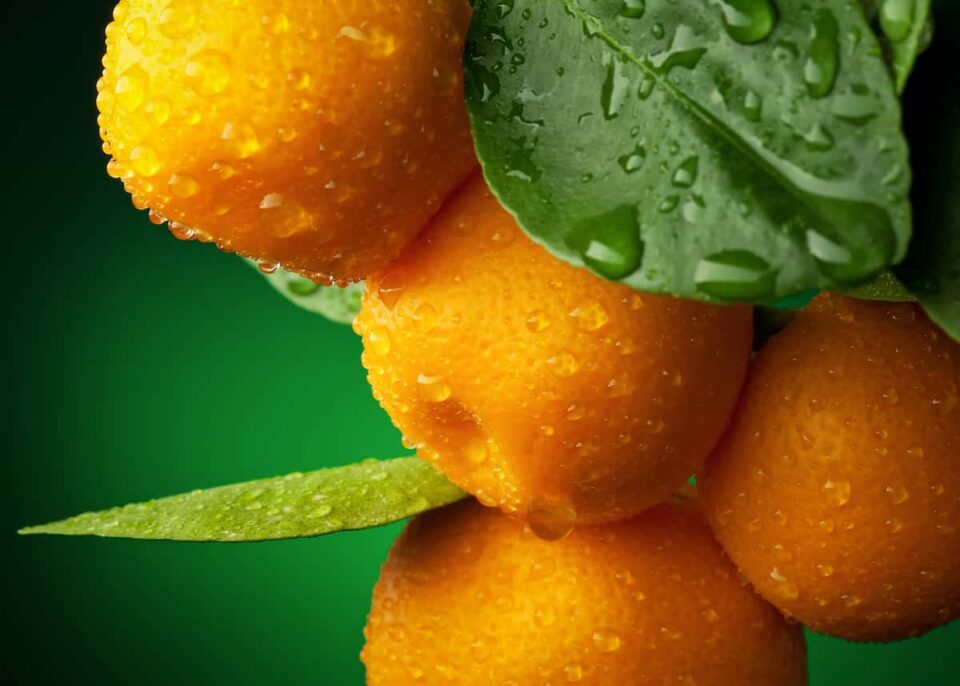 The Dwarf Brown Select Satsuma - Minneopa Orchards