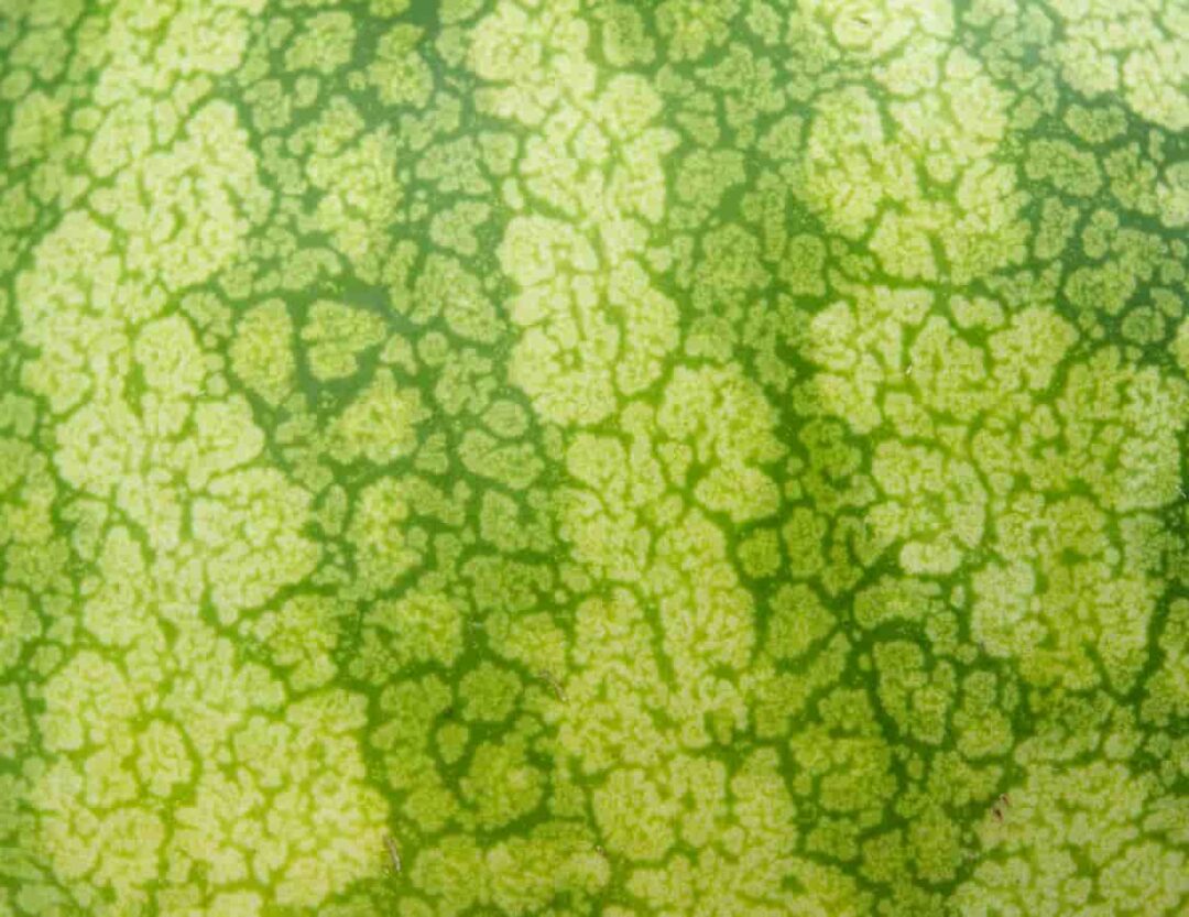 All About Icebox Watermelons - Minneopa Orchards