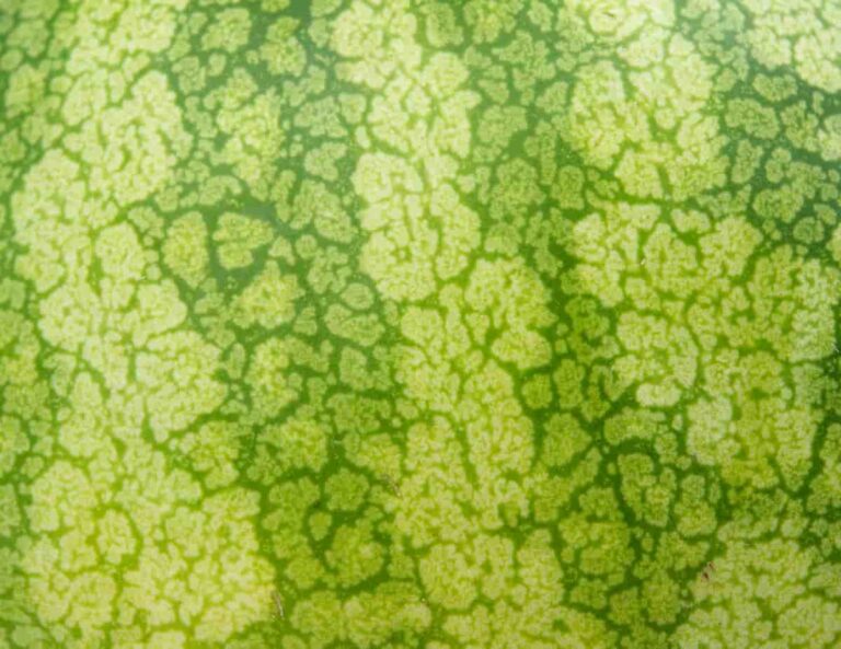 All About Icebox Watermelons - Minneopa Orchards