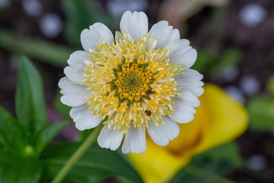 How to Harvest Zinnia Seeds: Everything You Need to Know - Minneopa ...