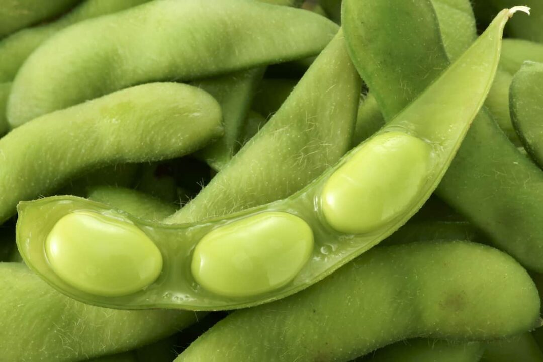 The Midori Giant Soybean - Minneopa Orchards