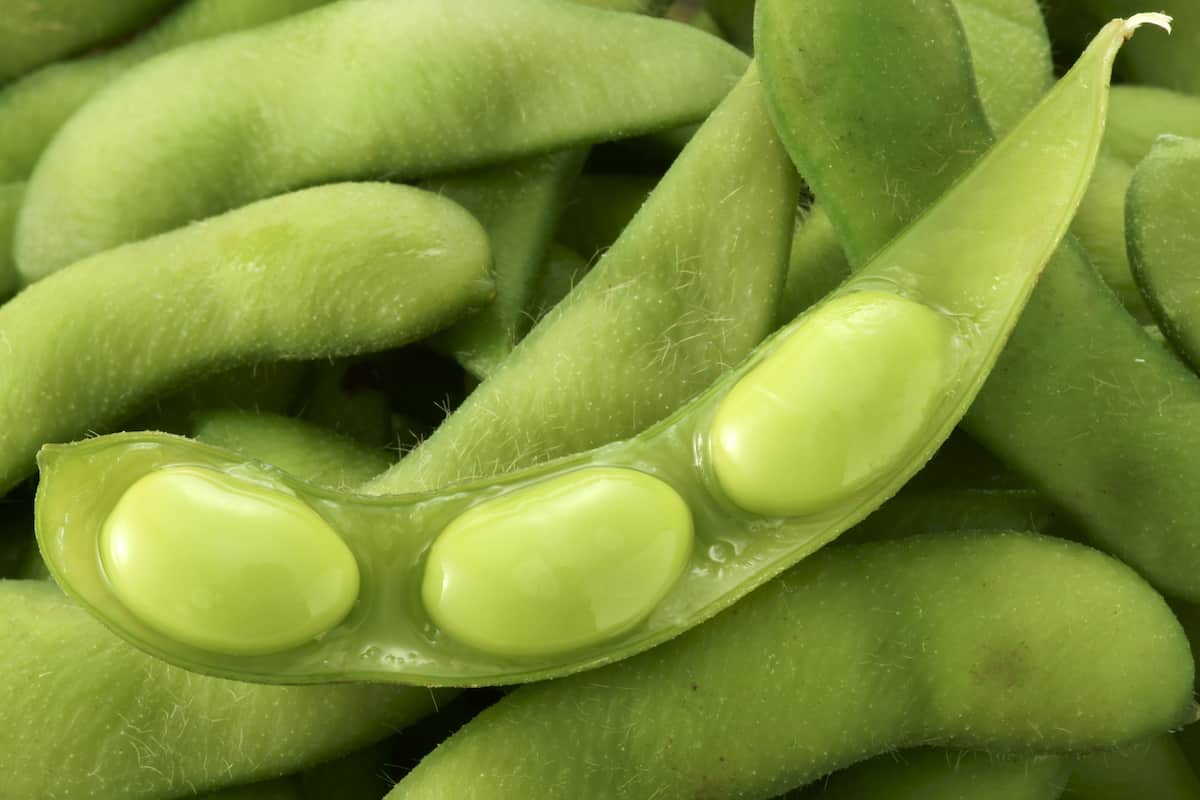 The Midori Giant Soybean - Minneopa Orchards