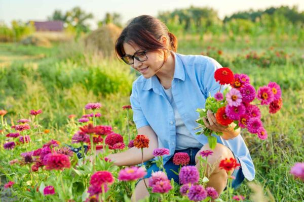 8 Beautiful Zinnia Garden Ideas You Can Re-Create at Home - Minneopa ...