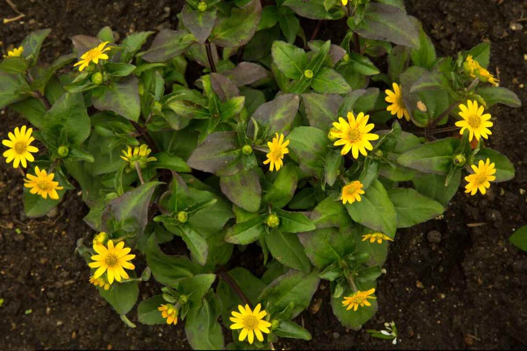 3 Important Facts About The Creeping Zinnia - Minneopa Orchards