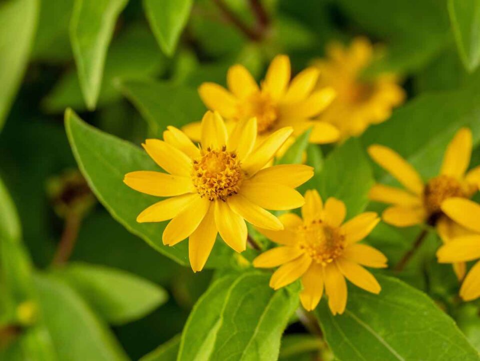 3 Important Facts About The Creeping Zinnia - Minneopa Orchards