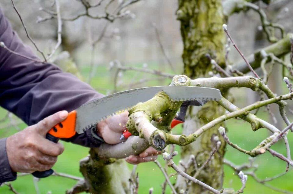 The 10 Best Pruning Saws - Minneopa Orchards