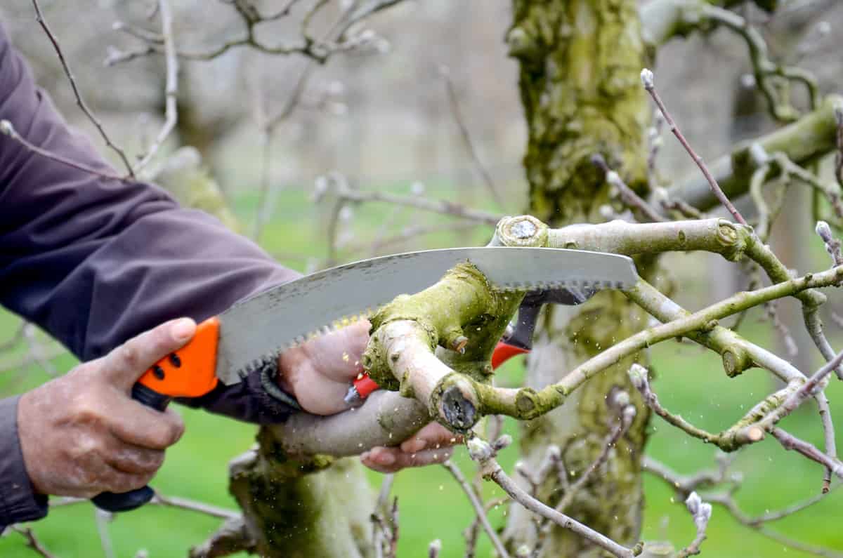 The 10 Best Pruning Saws - Minneopa Orchards