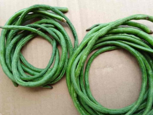 11 Kinds of Yard Long Beans - Minneopa Orchards