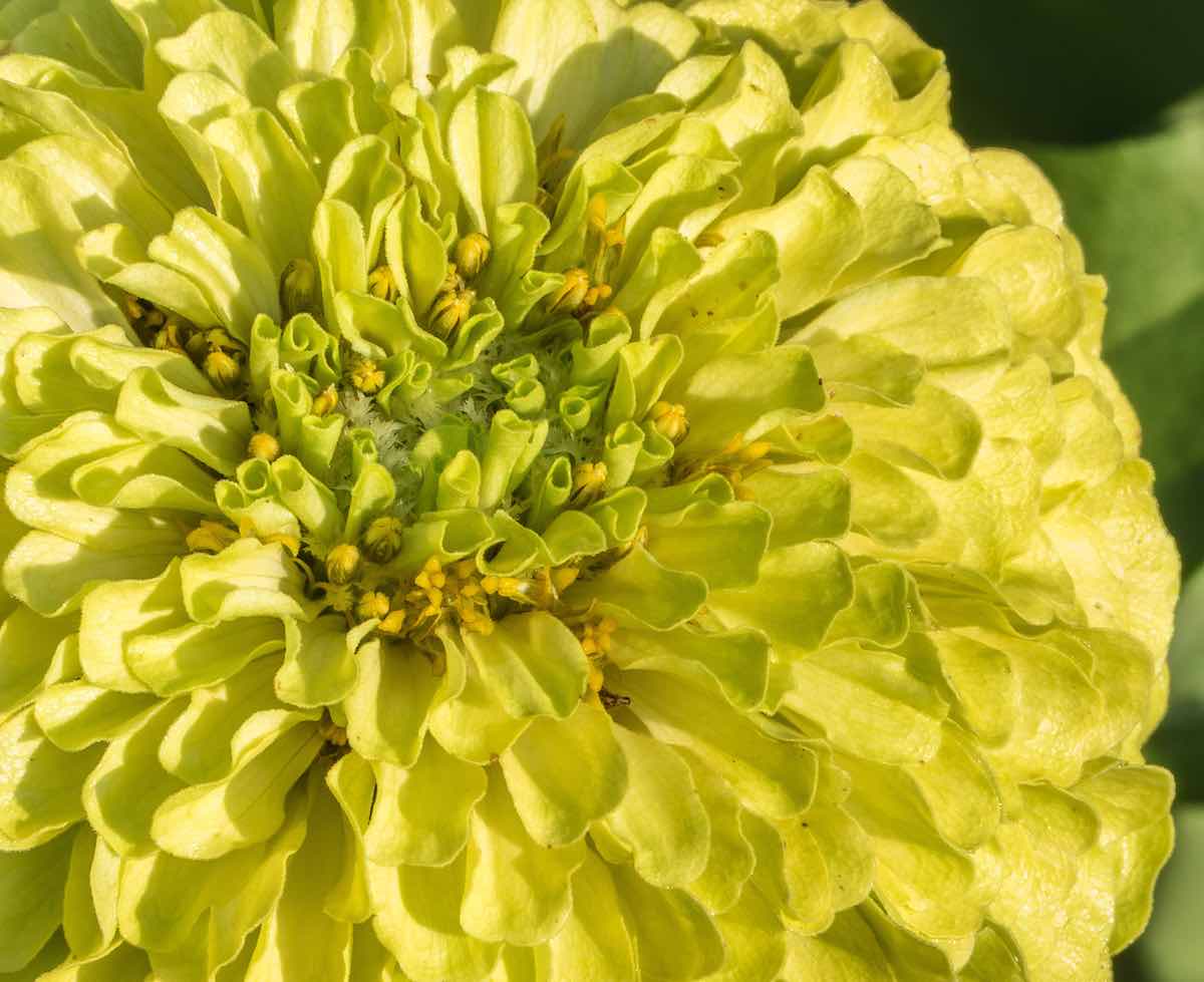 3 Fun Facts About The Envy Zinnia - Minneopa Orchards
