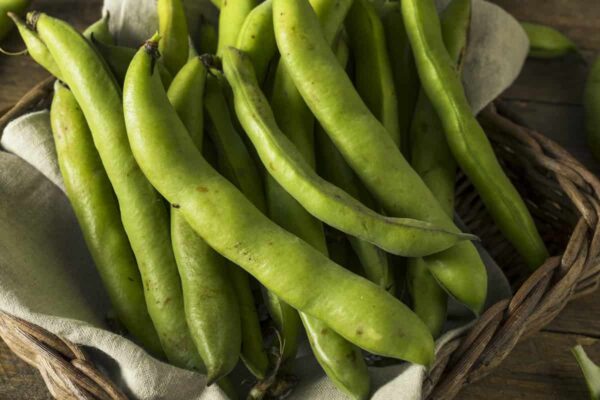 Aquadulce Fava Beans - Minneopa Orchards