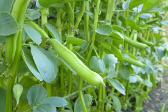 Aquadulce Fava Beans - Minneopa Orchards