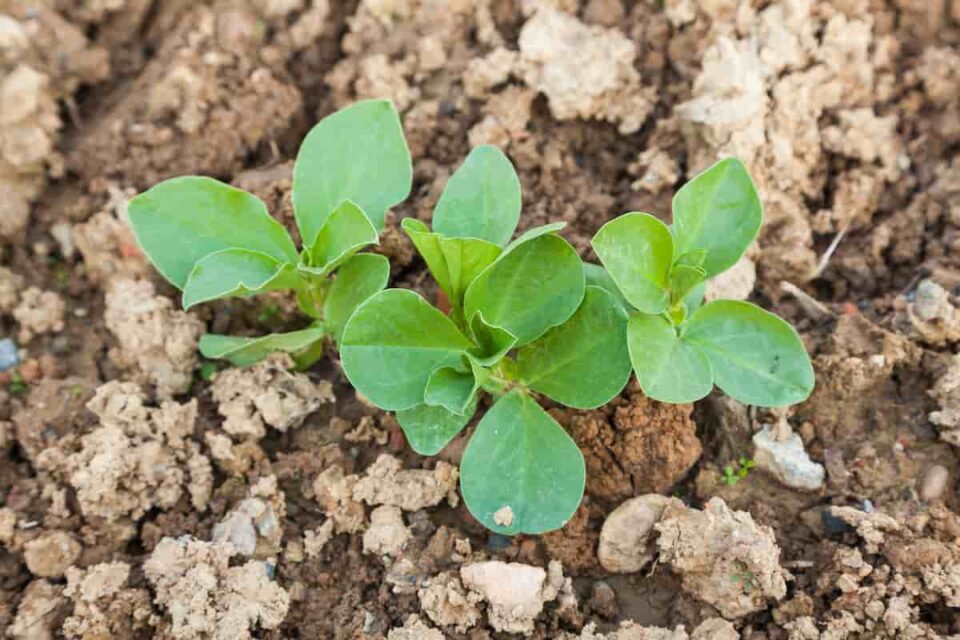 Aquadulce Fava Beans - Minneopa Orchards