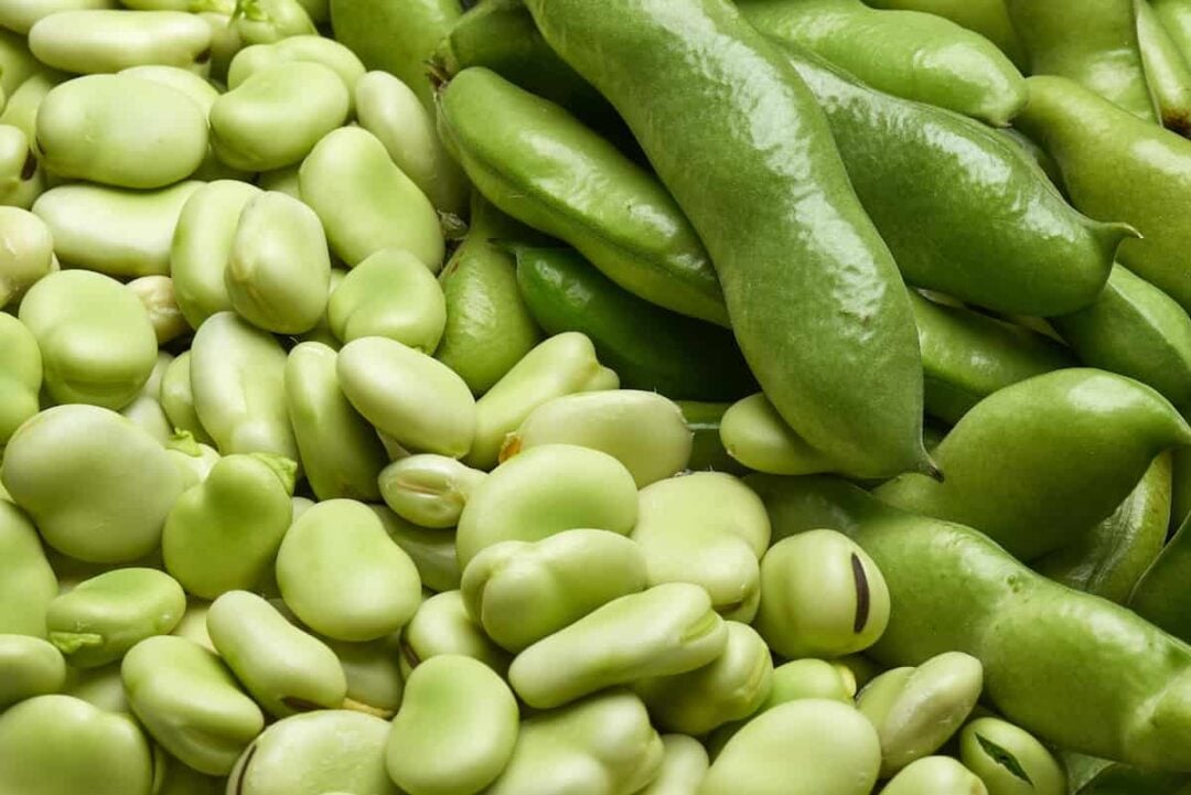 Aquadulce Fava Beans - Minneopa Orchards