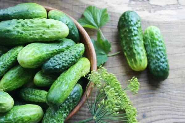 All About the Calypso Cucumber - Minneopa Orchards