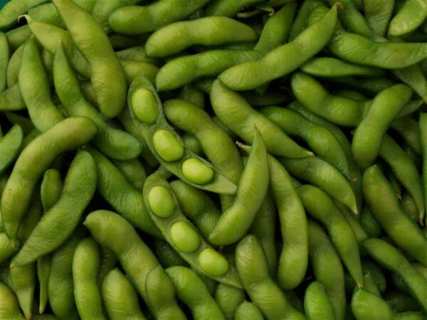 The Midori Giant Soybean - Minneopa Orchards