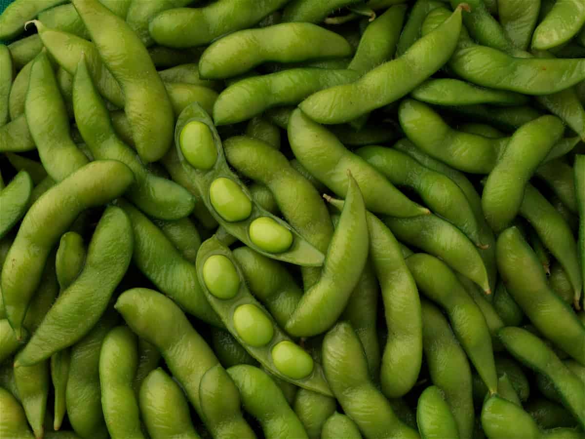 The Midori Giant Soybean - Minneopa Orchards