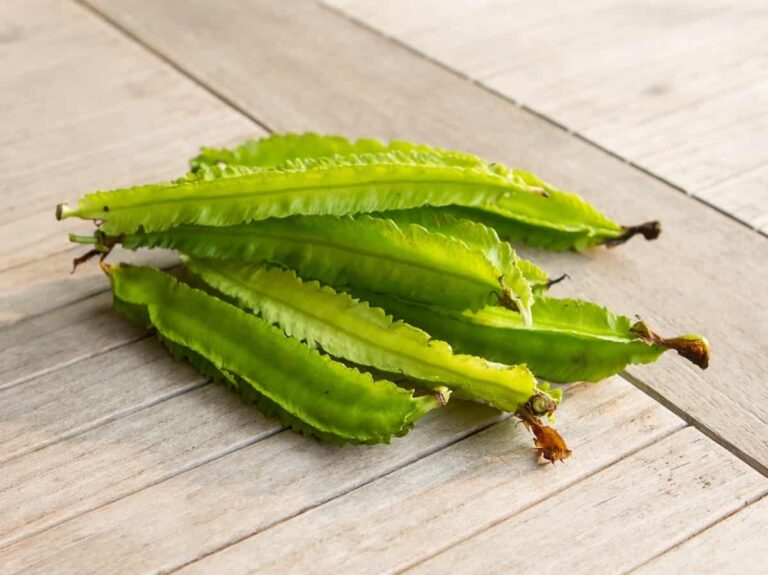 All About Winged Beans - Minneopa Orchards