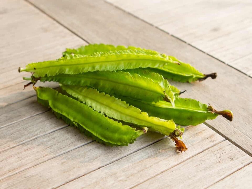 All About Winged Beans - Minneopa Orchards