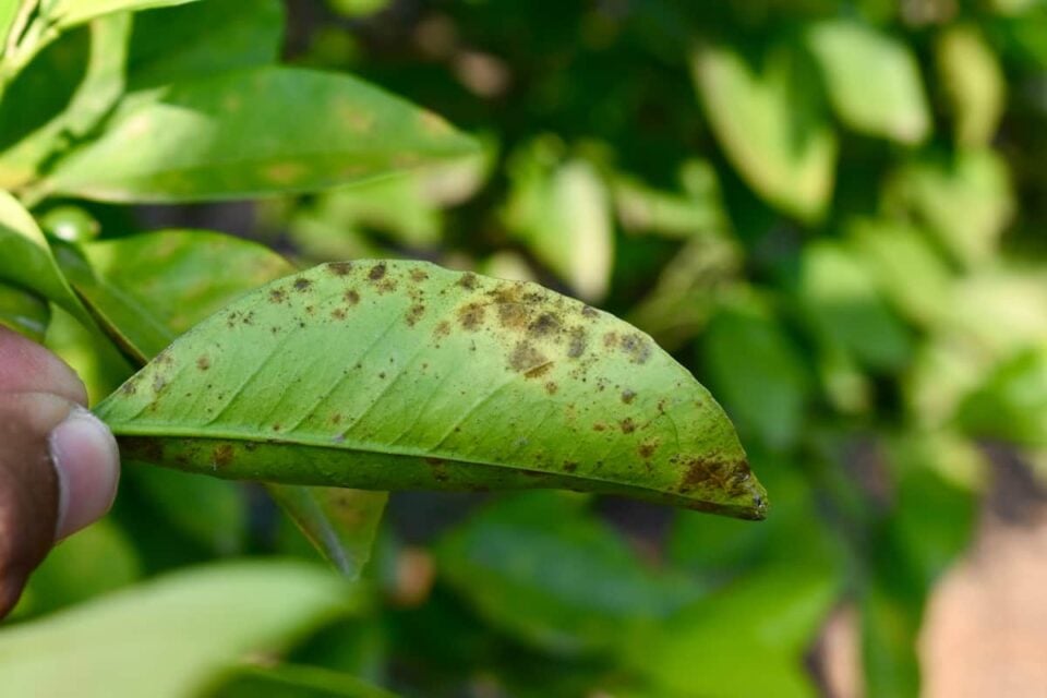 The Dwarf Tangerine Tree - Minneopa Orchards