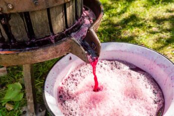 How To Make Grape Juice + An Amazing Grape Juice Recipe - Minneopa Orchards