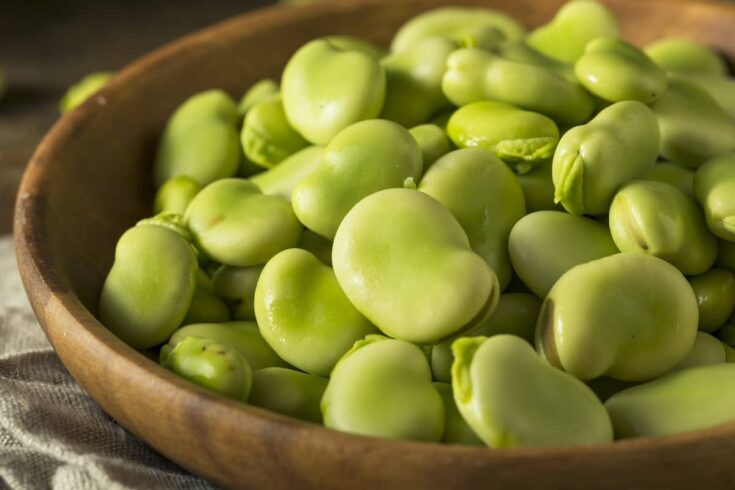 Aquadulce Fava Beans - Minneopa Orchards