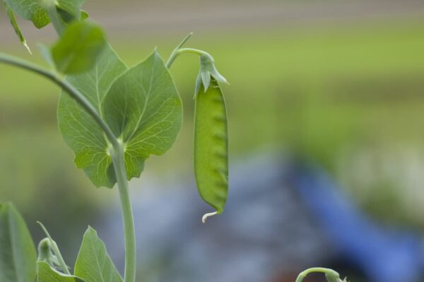 Hyacinth Bean Vines - Minneopa Orchards