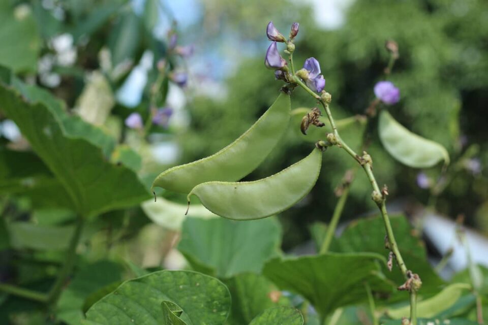 Hyacinth Bean Vines - Minneopa Orchards