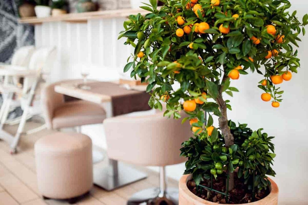All About Growing Indoor Orange Trees - Minneopa Orchards