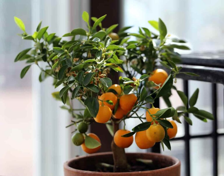 All About Growing Indoor Orange Trees - Minneopa Orchards