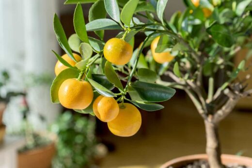 All About Growing Indoor Orange Trees - Minneopa Orchards