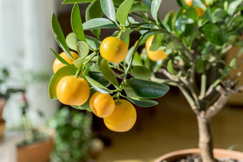 All About Growing Indoor Orange Trees - Minneopa Orchards