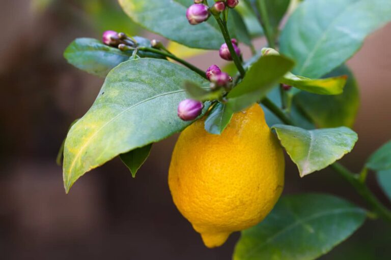 What to Know About Grafting a Lemon Tree - Minneopa Orchards