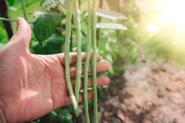 11 Kinds of Yard Long Beans - Minneopa Orchards