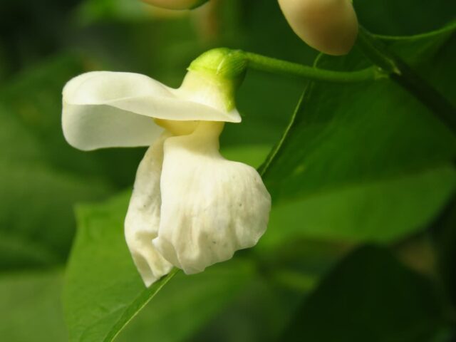 King of the Garden Lima Beans - Minneopa Orchards