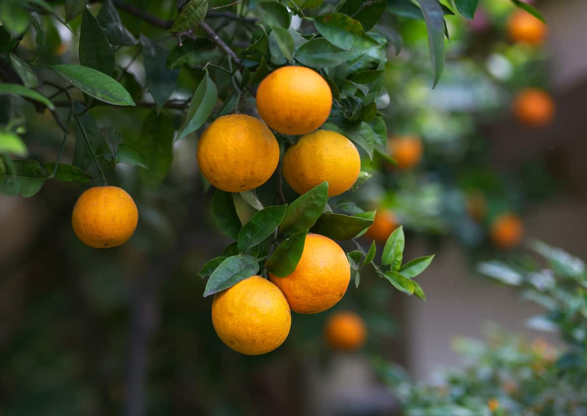 28 Different Types of Oranges - Minneopa Orchards