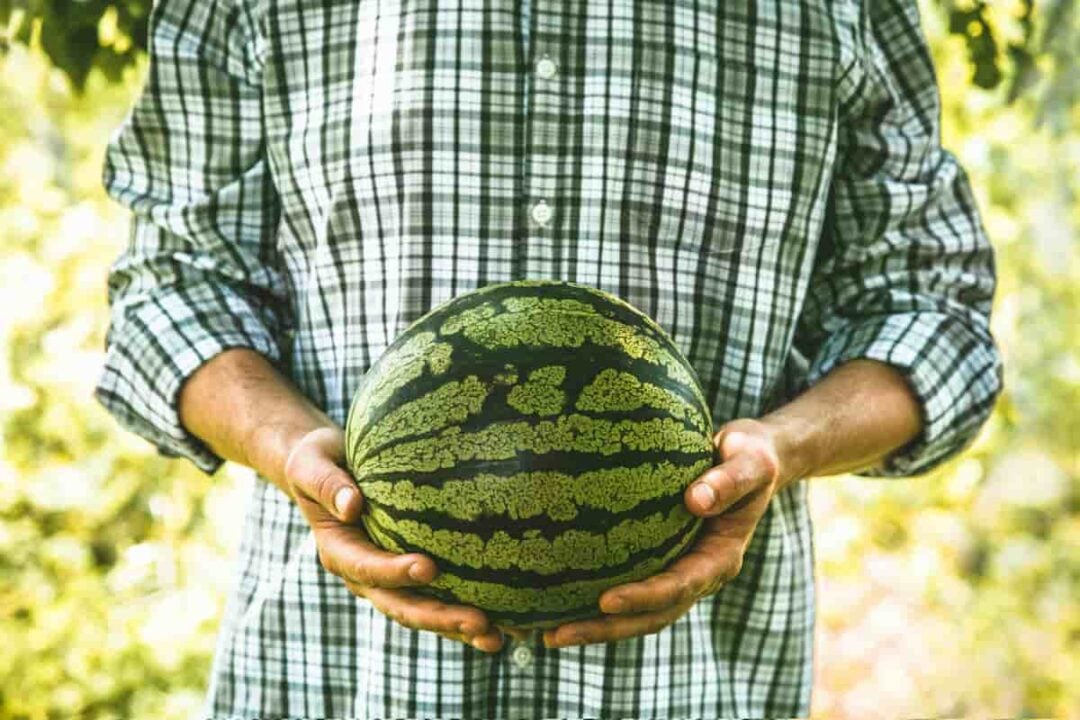 All About Icebox Watermelons - Minneopa Orchards
