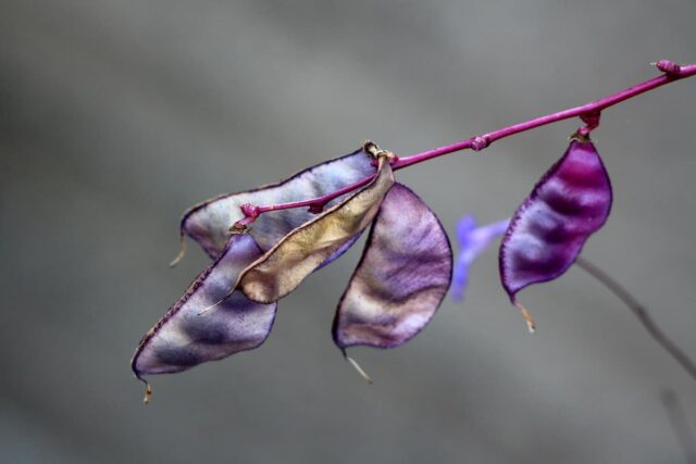 The Ruby Moon Hyacinth Bean - Minneopa Orchards