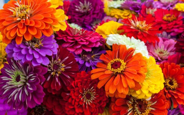 8 Beautiful Zinnia Garden Ideas You Can Re-Create at Home - Minneopa ...