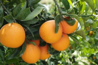 28 Different Types of Oranges - Minneopa Orchards