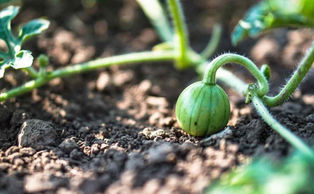 5 Important Things to Know About The Orange Crisp Watermelon - Minneopa ...