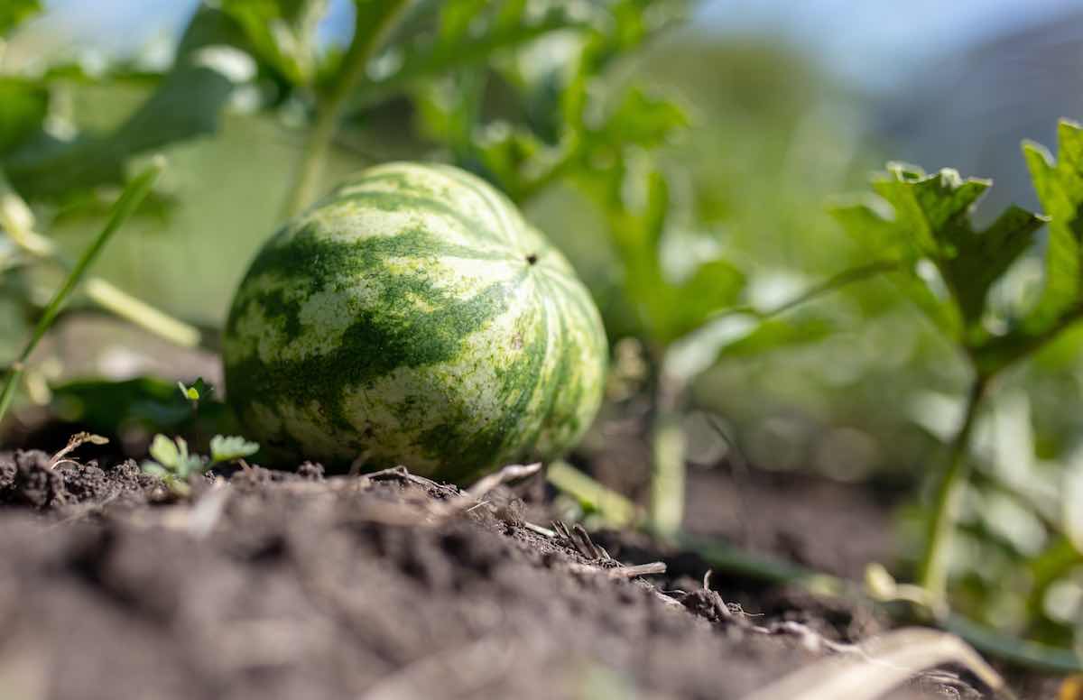 5 Important Things to Know About The Orange Crisp Watermelon - Minneopa ...