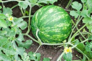 5 Important Things to Know About The Orange Crisp Watermelon - Minneopa ...