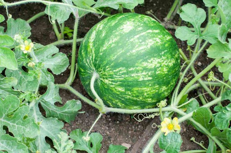 5 Important Things to Know About The Orange Crisp Watermelon - Minneopa ...