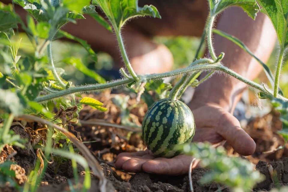 5 Important Things to Know About The Orange Crisp Watermelon - Minneopa ...