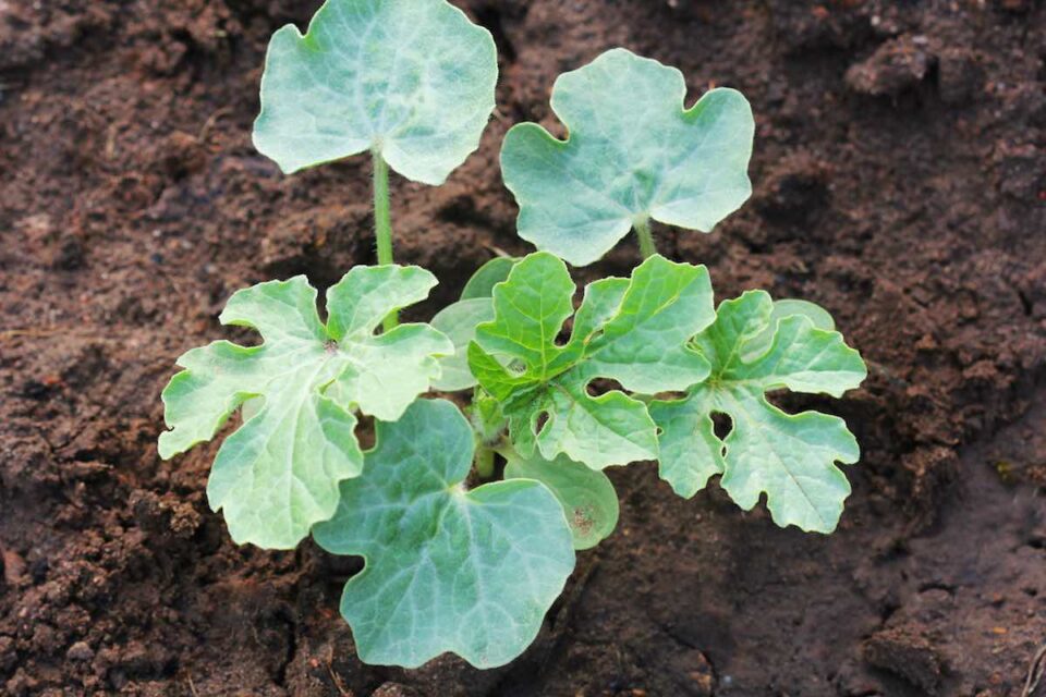 5 Important Things to Know About The Orange Crisp Watermelon - Minneopa ...