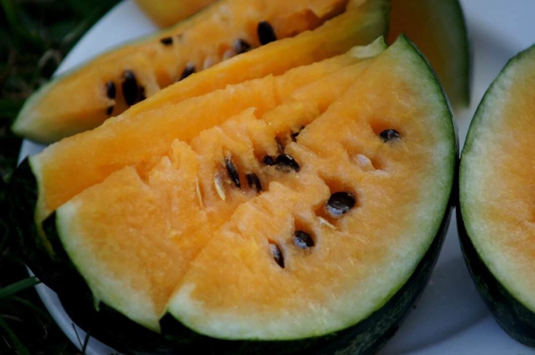 All About Orange Watermelons - Minneopa Orchards