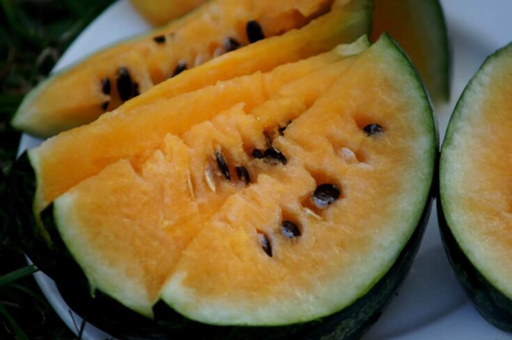 The Orangeglo Watermelon - Minneopa Orchards